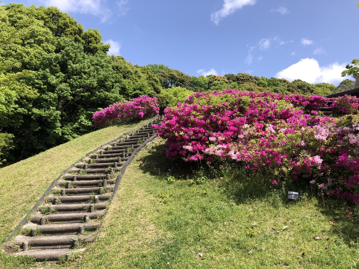都田-花と虫ウォーク / zaucatsさんのウォーキングの活動データ | YAMAP / ヤマップ