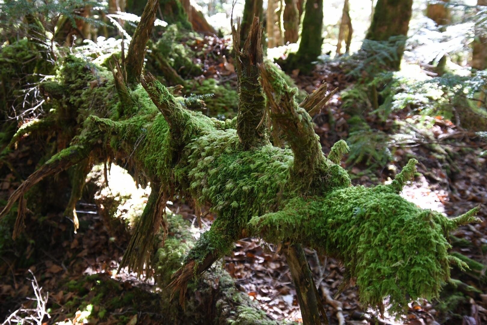 ニュウ中山(new中山ではない) / Sakuさんの八ヶ岳（赤岳・硫黄岳・天狗岳）の活動データ | YAMAP / ヤマップ