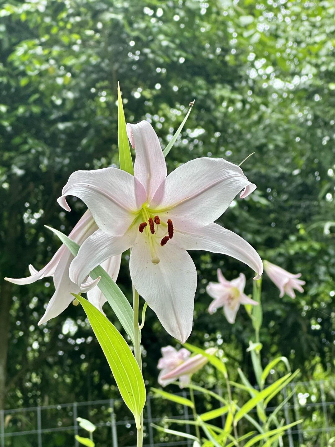 豊田市ささゆりの里へ💖 1周2.2km... / ちわわんさんのモーメント | YAMAP / ヤマップ