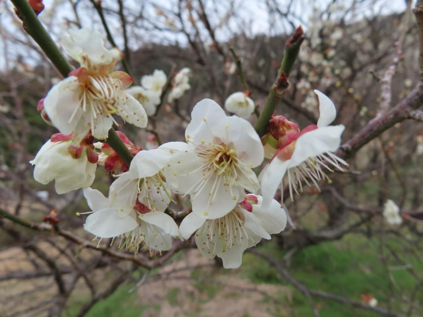 裏山の春 / akkoさんのウォーキングの活動データ | YAMAP / ヤマップ