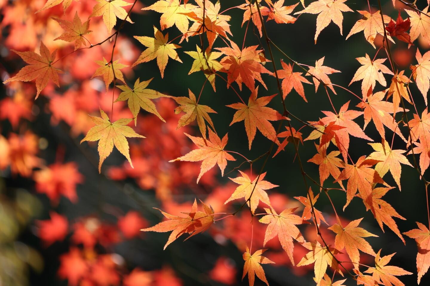 塔尾、鎮南山の紅葉はまだ残ってた / miippさんの鎮南山の活動データ | YAMAP / ヤマップ