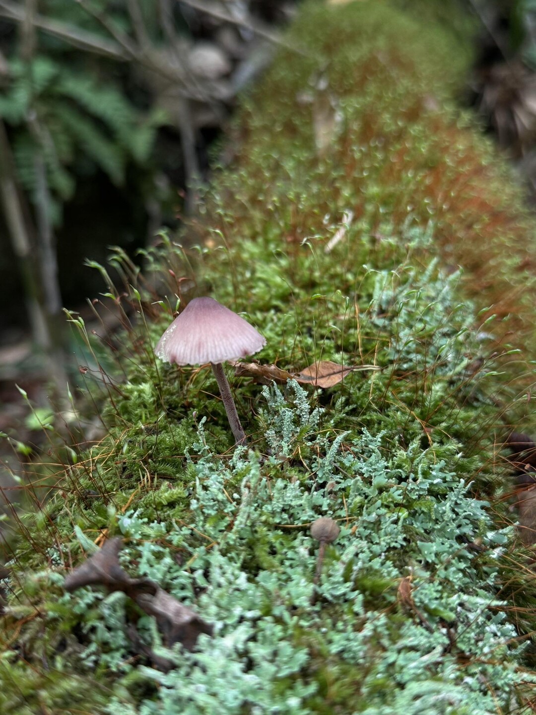 鷲別岳（室蘭岳） / Kouさんの鷲別岳（室蘭岳）・カムイヌプリの活動データ | YAMAP / ヤマップ