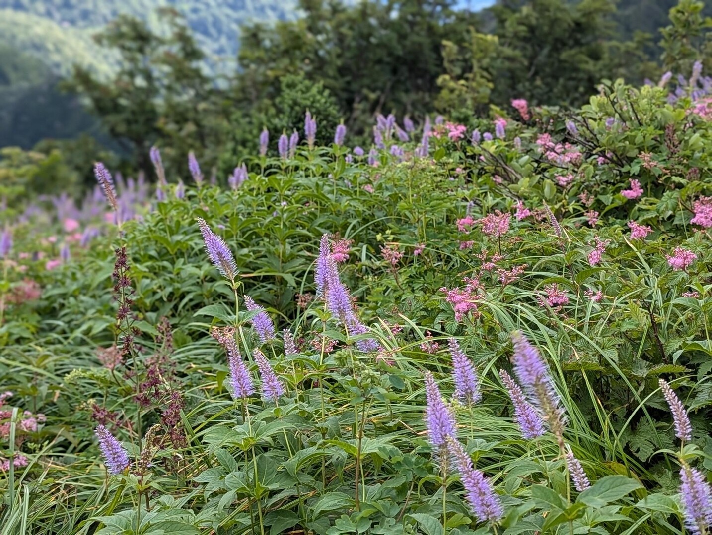 爆風の三鈷峰・ユートピア🌺 / yo-koさんの大山・甲ヶ山・野田ヶ山の活動データ | YAMAP / ヤマップ