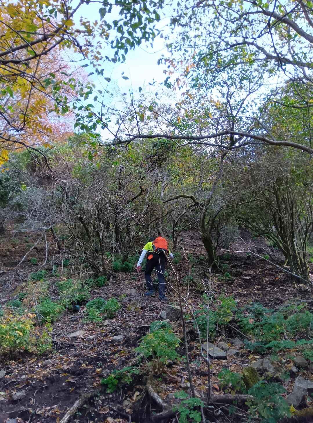 矢倉岳 2023-11-05 / Tigerkeさんのウォーキングの活動データ | YAMAP / ヤマップ