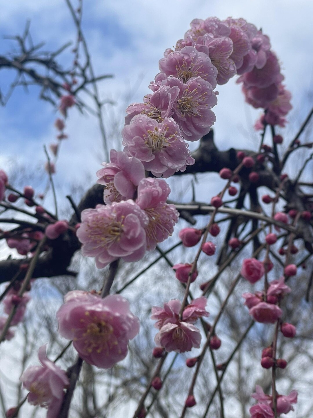 まだ早かった 月ヶ瀬梅林 2024.02.18 / Andyさんのウォーキングの活動データ | YAMAP / ヤマップ