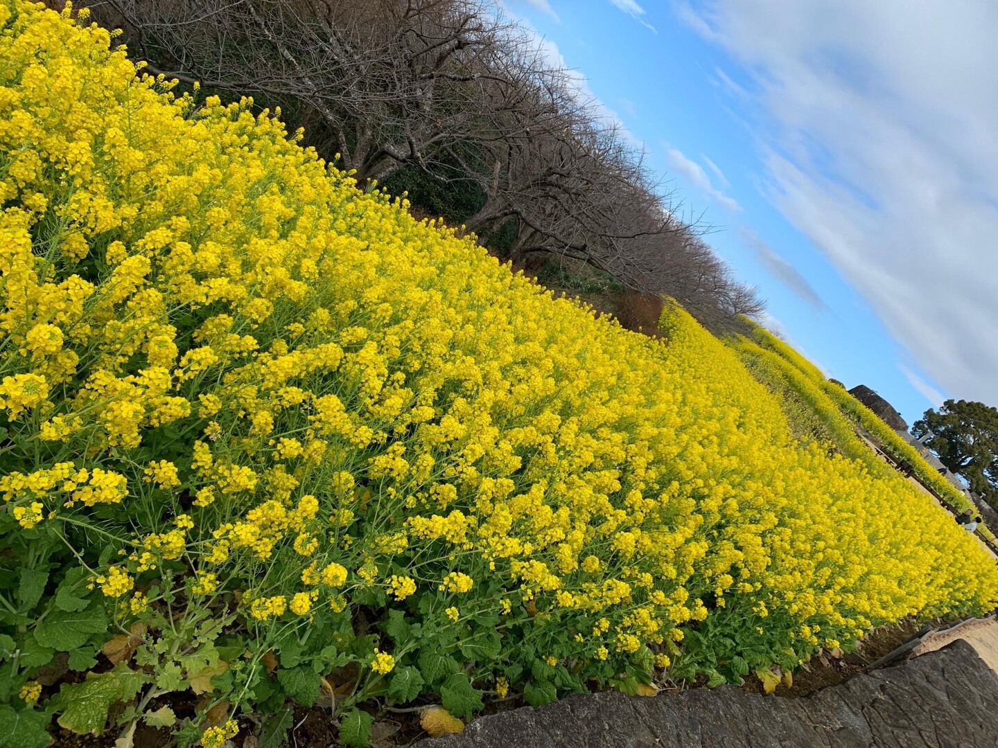 満開の菜の花🌼 二宮吾妻山 / nonnonさんの高麗山・湘南平・鷹取山の活動データ | YAMAP / ヤマップ
