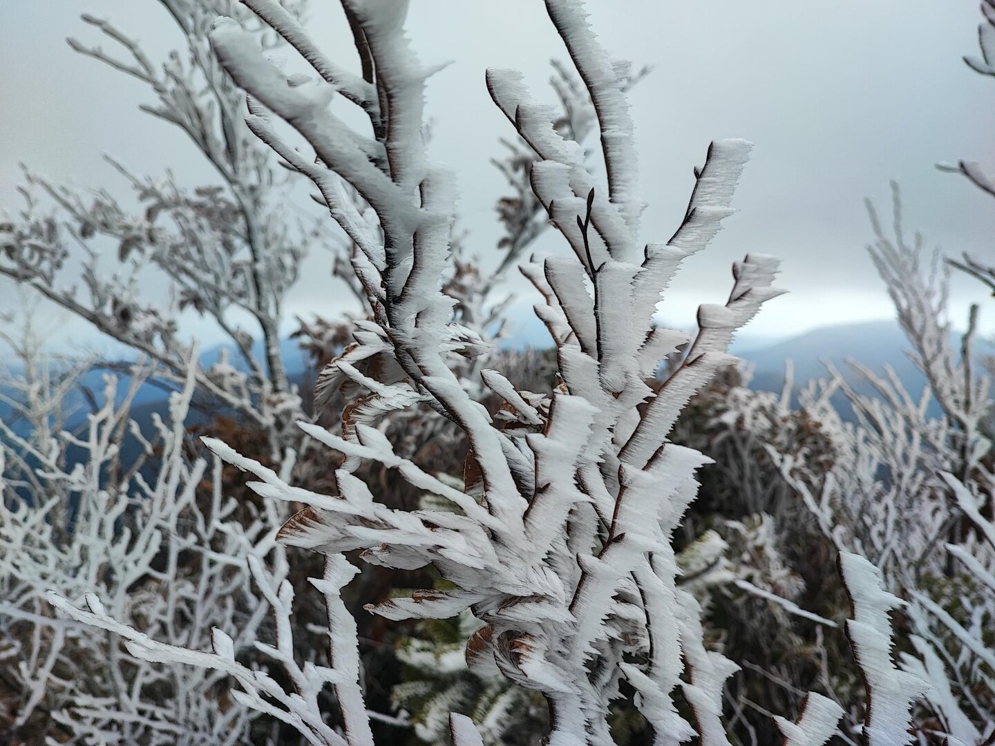塔ノ岳周回 / odanさんの塔ノ岳・丹沢山・蛭ヶ岳の活動データ | YAMAP / ヤマップ