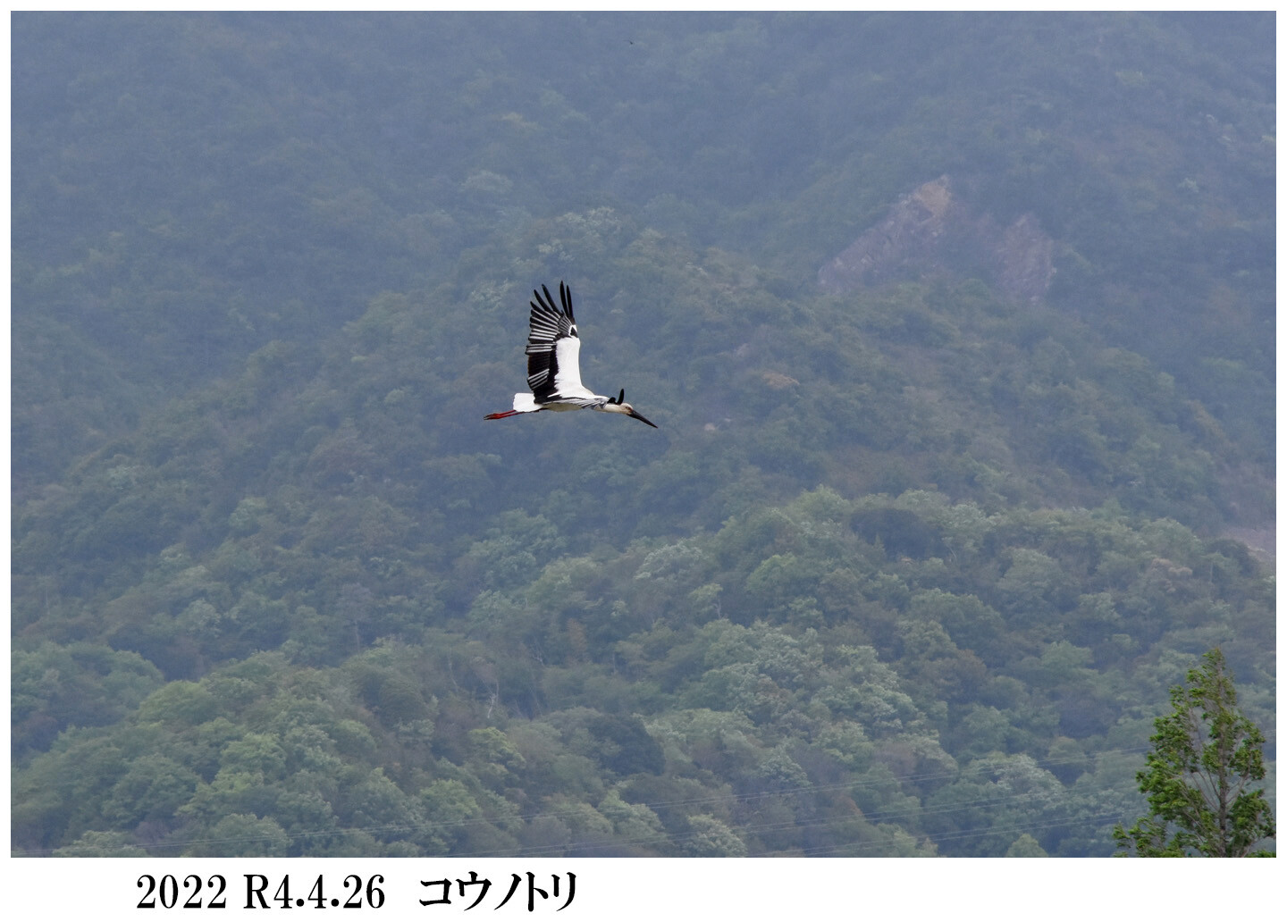 袴腰山(大津富士)1343 2022 ... / 袴腰のベニトンボさんのモーメント | YAMAP / ヤマップ