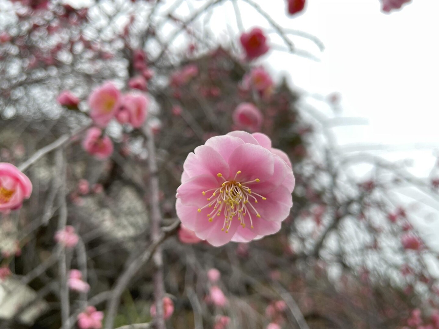 熊野古道紀伊路 大仙公園〜大鳥大社 / reokunさんのウォーキングの活動データ | YAMAP / ヤマップ