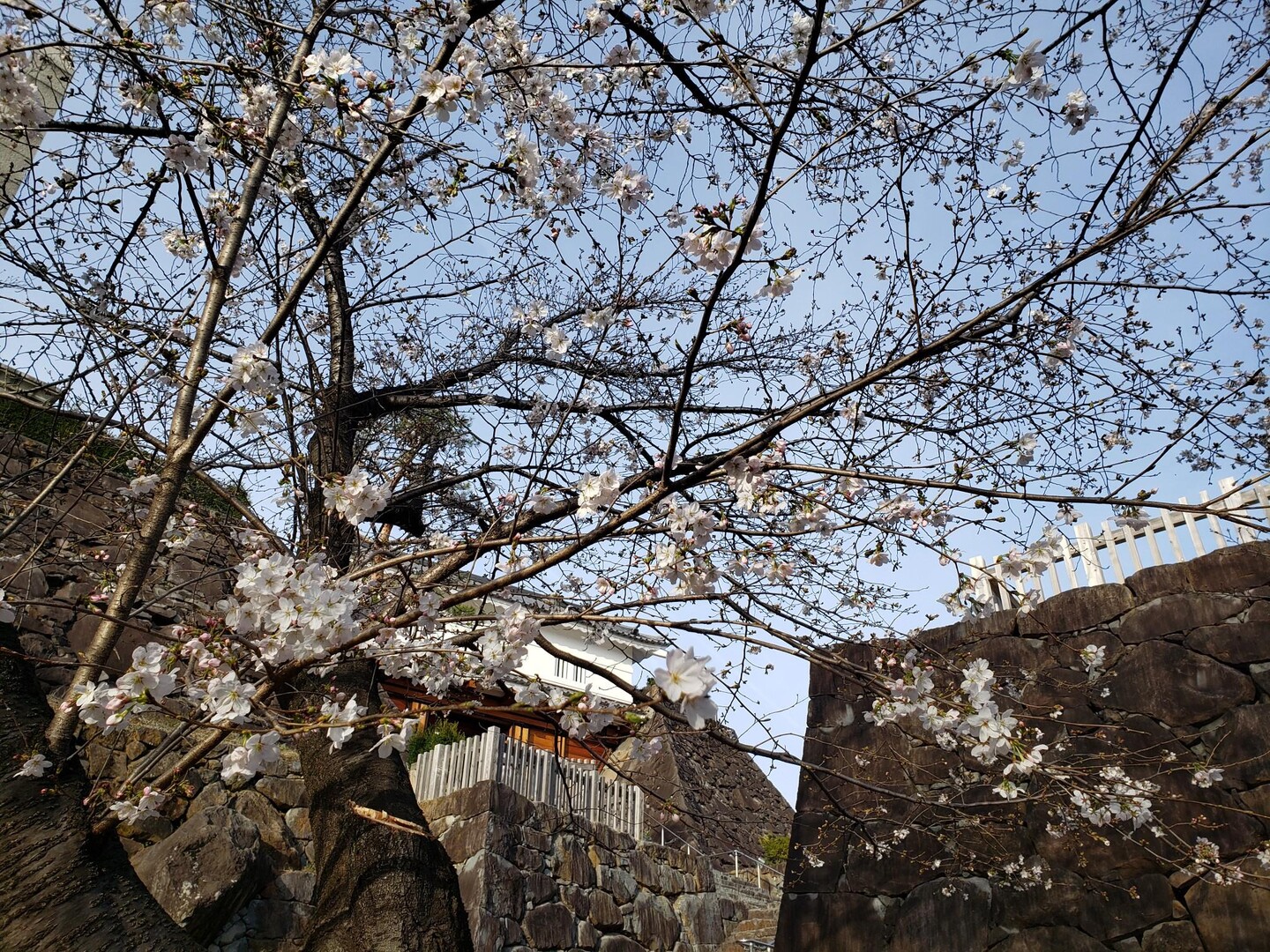 甲府 舞鶴城 やっと一分咲きのところと結... / Kichyさんのモーメント | YAMAP / ヤマップ