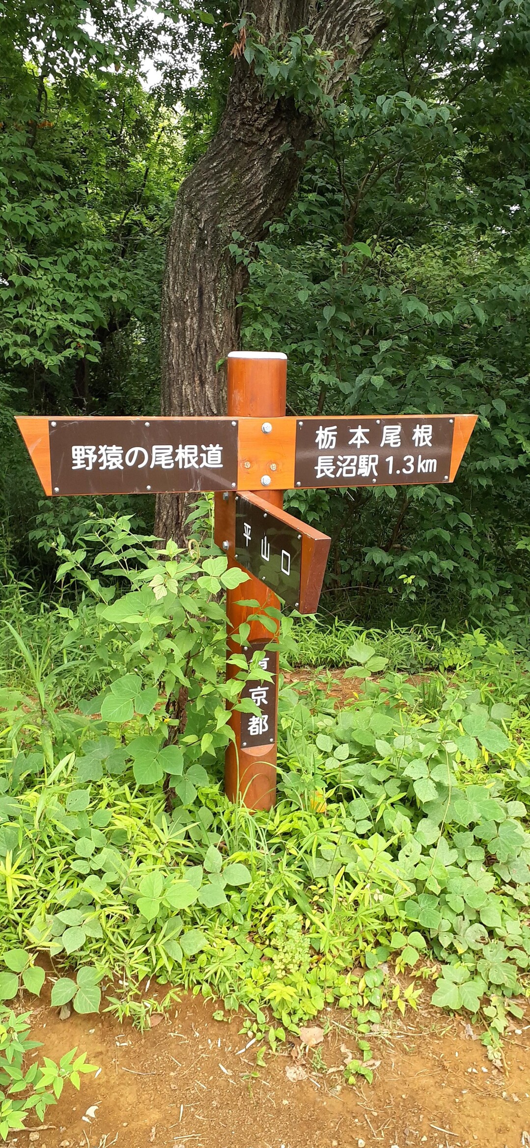 First impression / もりどんさんのウォーキングの活動データ | YAMAP / ヤマップ