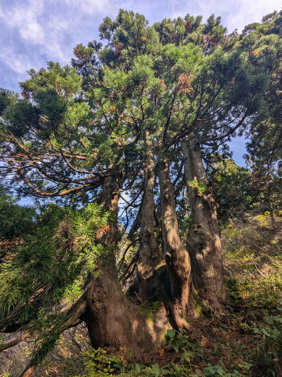 tkhsさんの投稿したフィールドメモ | YAMAP / ヤマップ