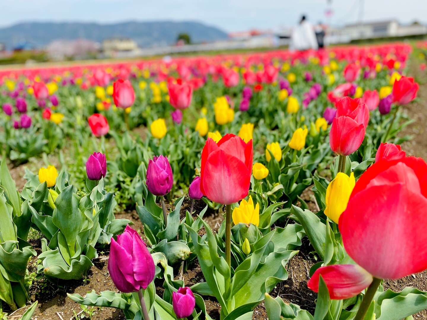 チューリップ⸜🌷︎⸝ #足柄道の... / Nmamaさんのモーメント | YAMAP / ヤマップ