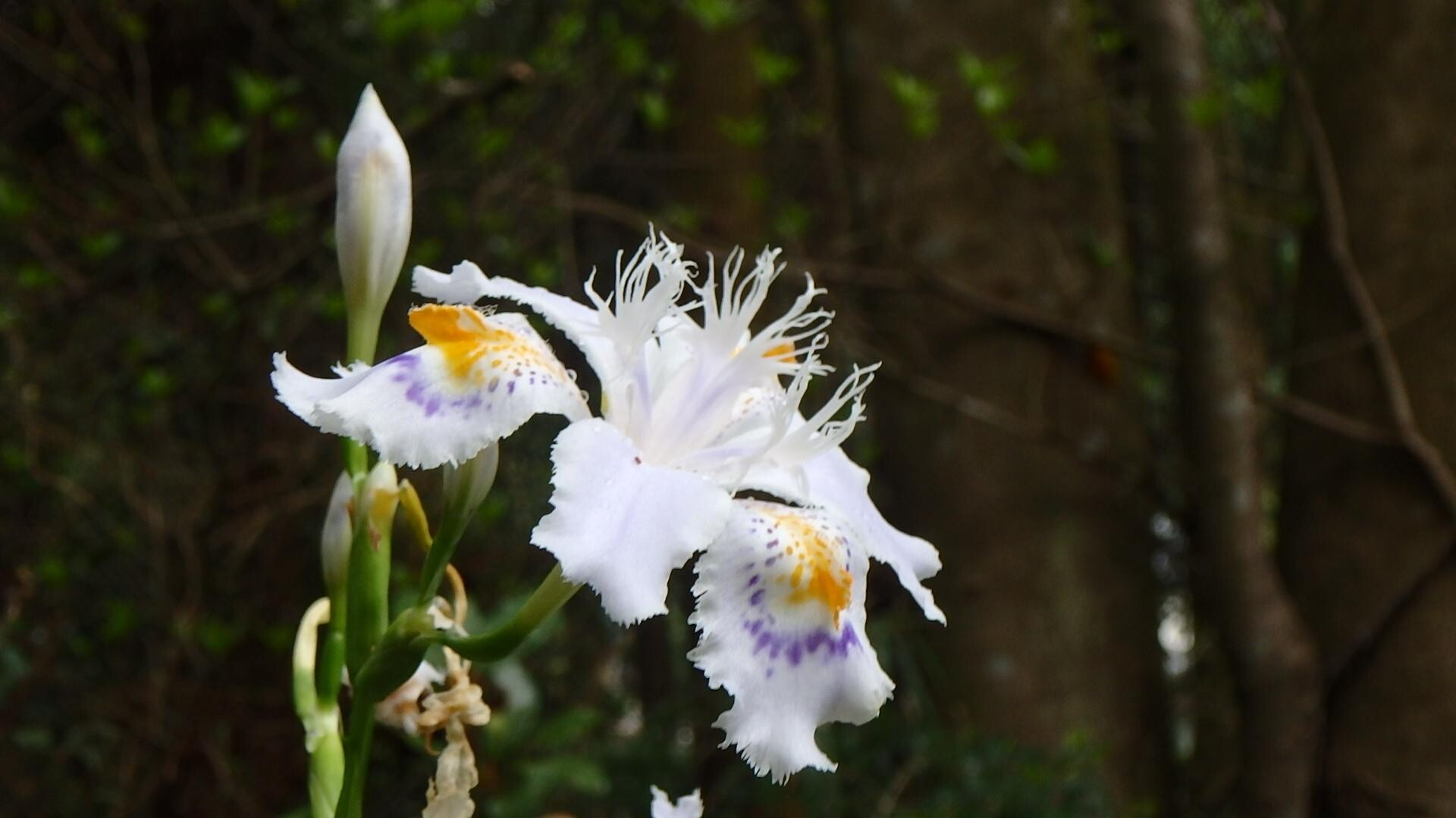 〇〇×× 🌸🌸⤴⤴ / スモールベアーさんの登山の活動データ | YAMAP / ヤマップ