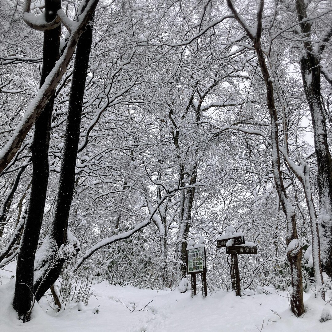 雪華国上山⛰️28 / katsu.fdさんの弥彦山・多宝山・雨乞山の活動データ | YAMAP / ヤマップ