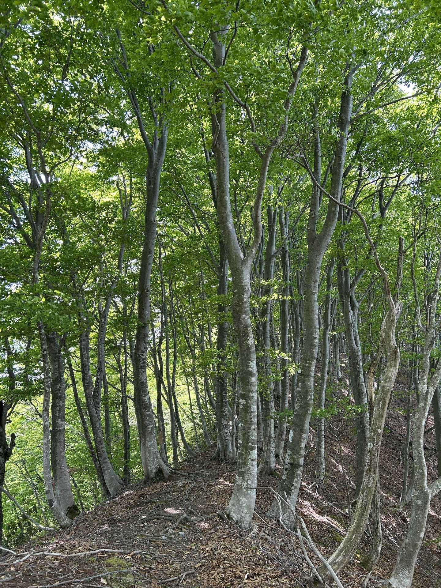 ホノケ山・足谷山 / YUKAさんのホノケ山の活動データ | YAMAP / ヤマップ