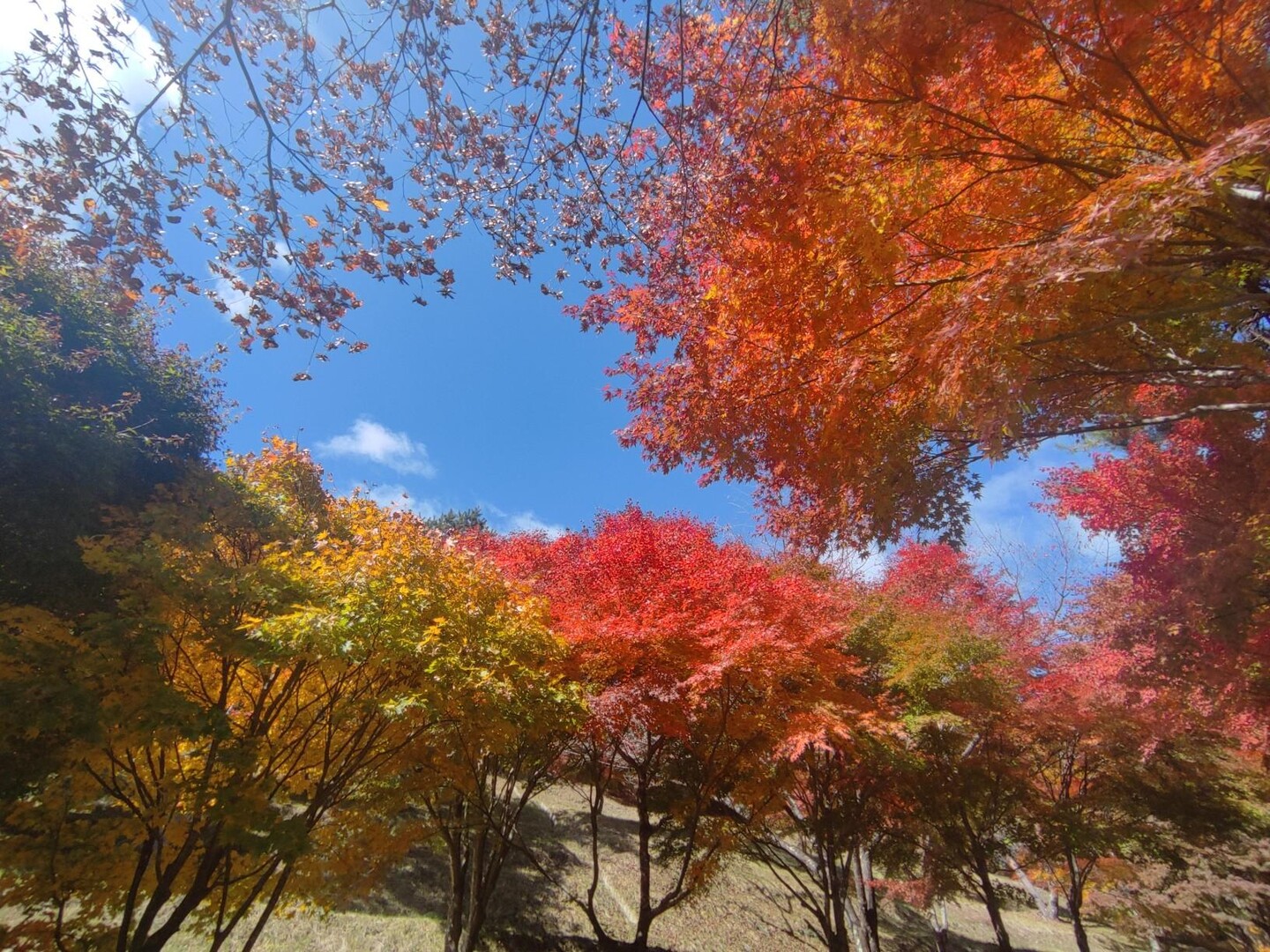 紅葉トンネル / skさんのウォーキングの活動データ | YAMAP / ヤマップ