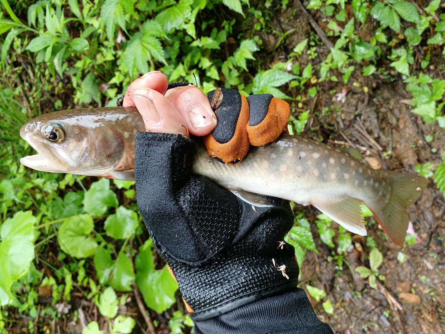 今年の初岩魚釣れました / hanabuさんのモーメント | YAMAP / ヤマップ