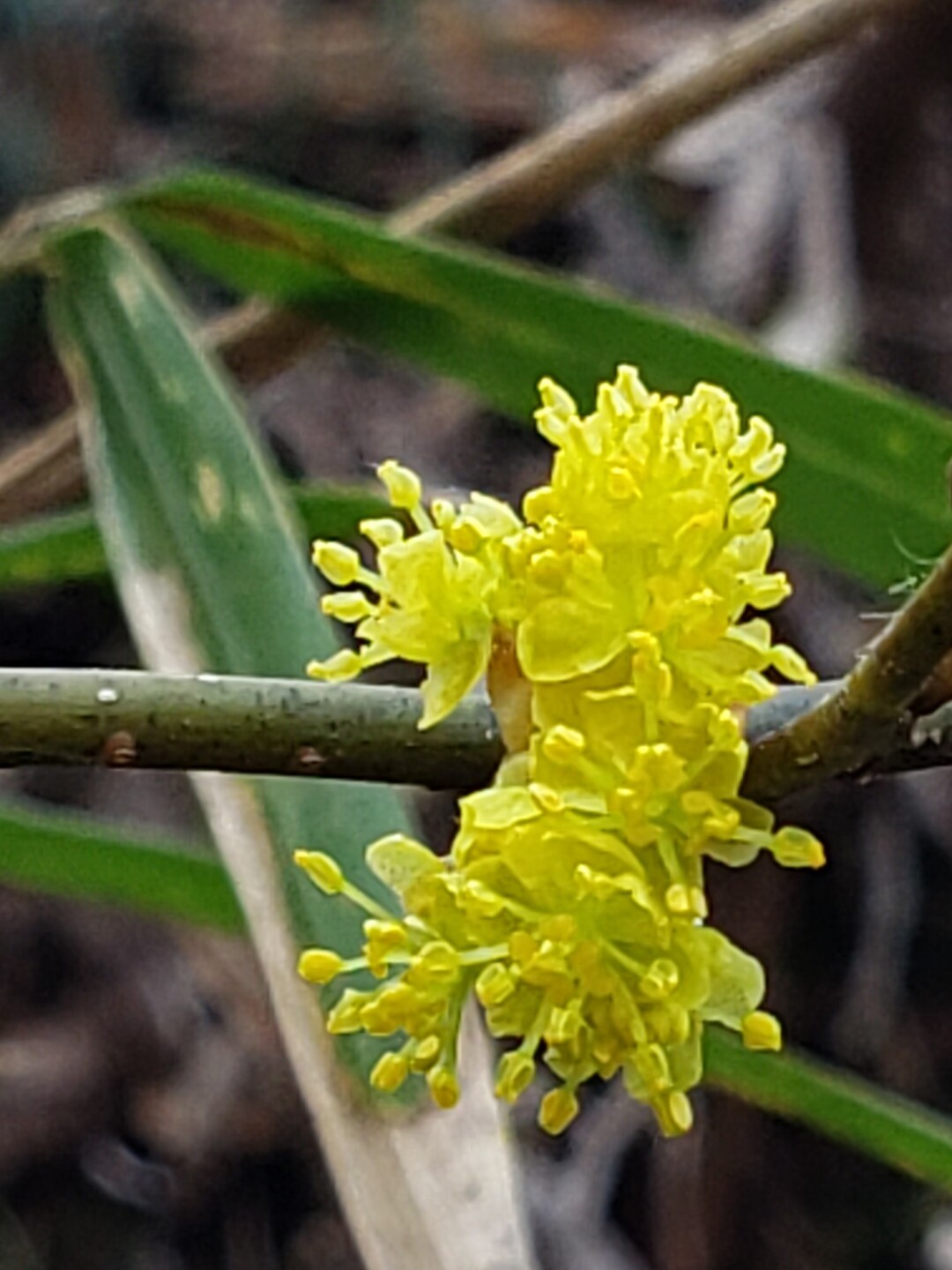 今日は徘徊のみでm(_ _)m / 北京げんじんさんのモーメント | YAMAP / ヤマップ