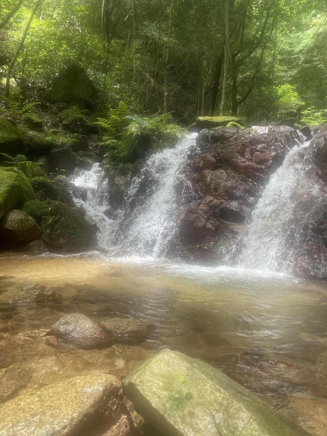 西山谷→油こぶし / DJさんの六甲山・長峰山・摩耶山の活動データ | YAMAP / ヤマップ