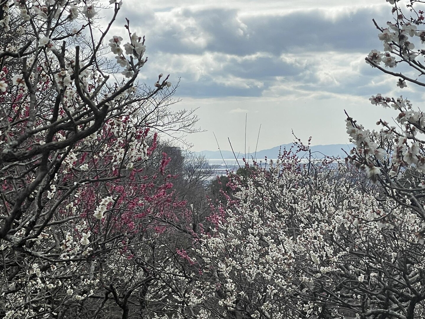 芦屋川〜城山〜鷹尾山〜荒地山〜本庄山・金鳥山〜保久良神社＆梅林 / E.SZさんの六甲山・長峰山・摩耶山の活動データ | YAMAP / ヤマップ