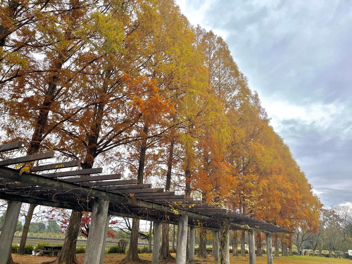 メタセコイア🌳中心にブラブラ散歩👟【花立山】 / pu_kaoさんのウォーキングの活動データ | YAMAP / ヤマップ