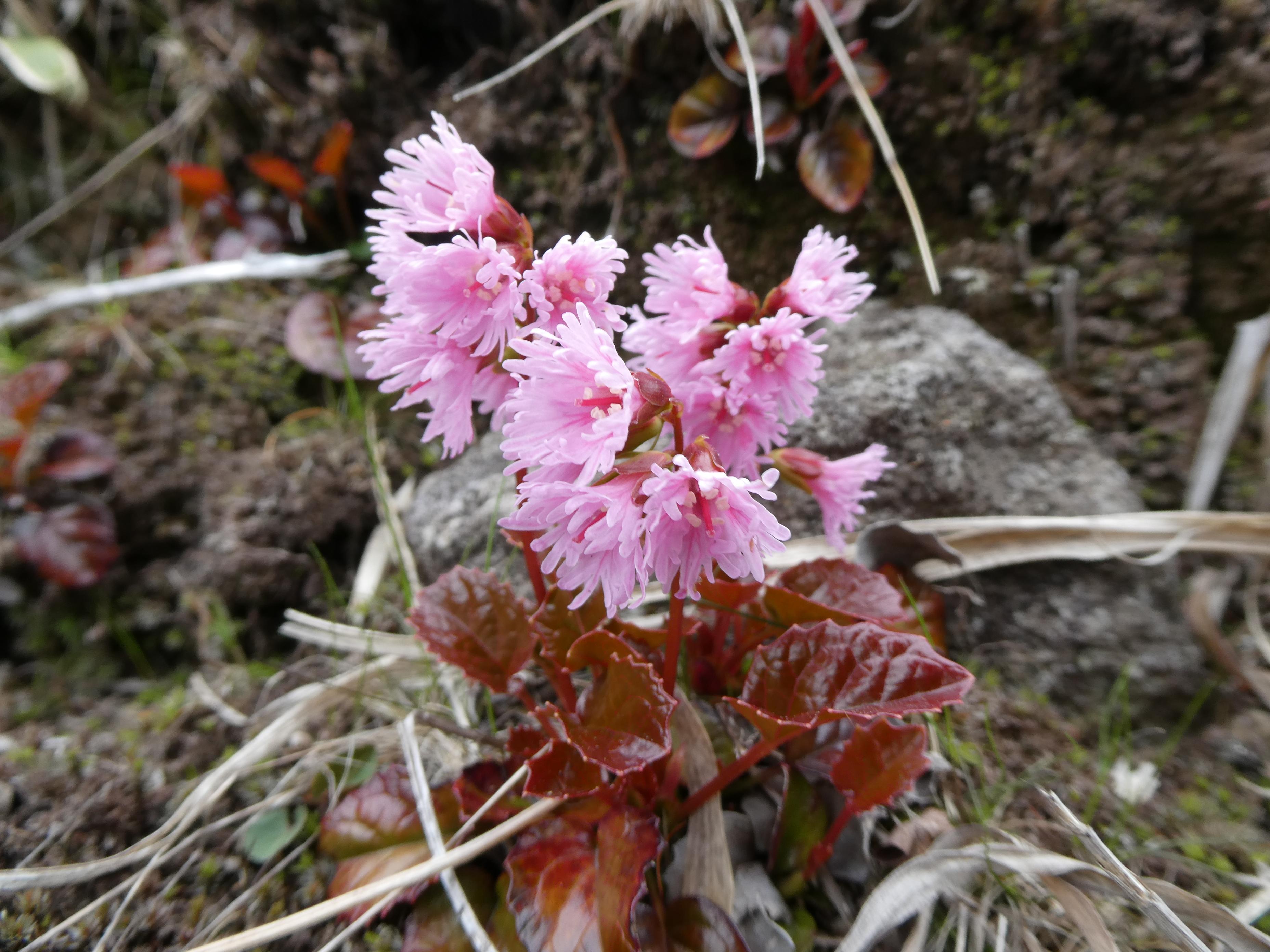 一番水から登る立中山 / COCOさんの九重山（久住山）・大船山・星生山の活動データ | YAMAP / ヤマップ