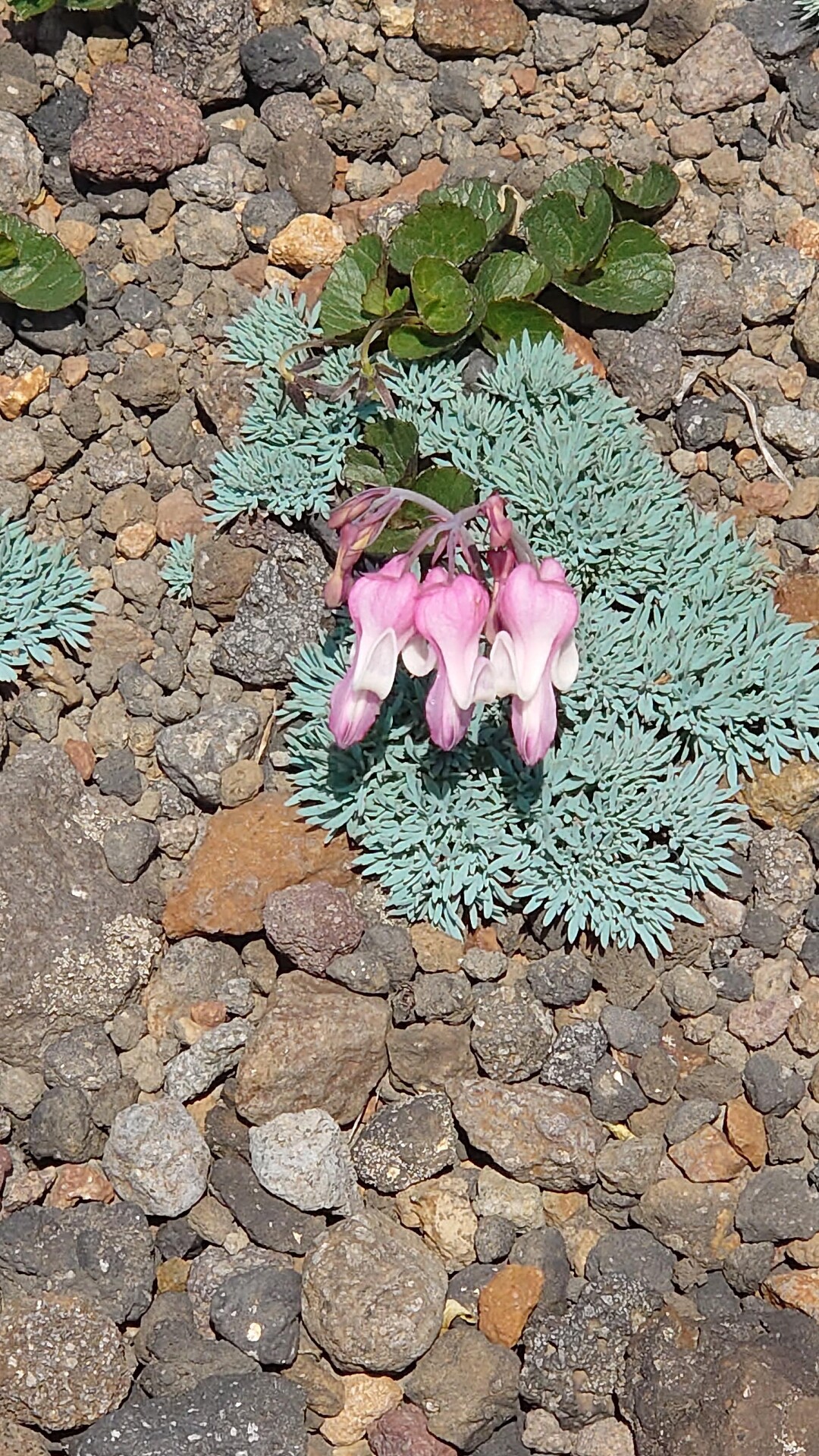 2024-06-22 秋田駒ケ岳～ムーミン谷を満喫～ / YJさんの秋田駒ヶ岳・男女岳・貝吹岳の活動日記 | YAMAP / ヤマップ