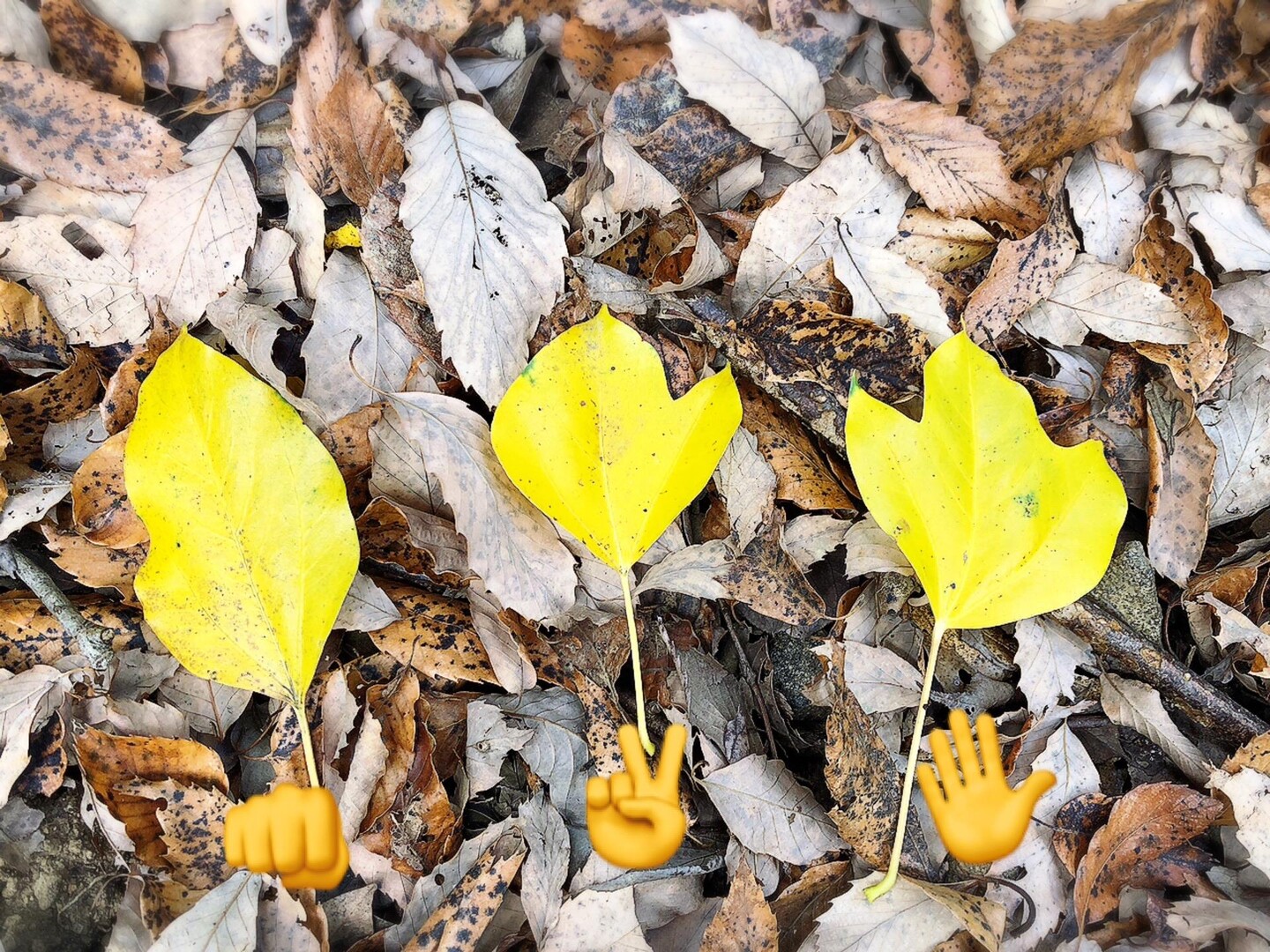 ㉗桝形山 / kcoさんの堀坂山・観音岳・桝形山（白米城）の活動データ | YAMAP / ヤマップ