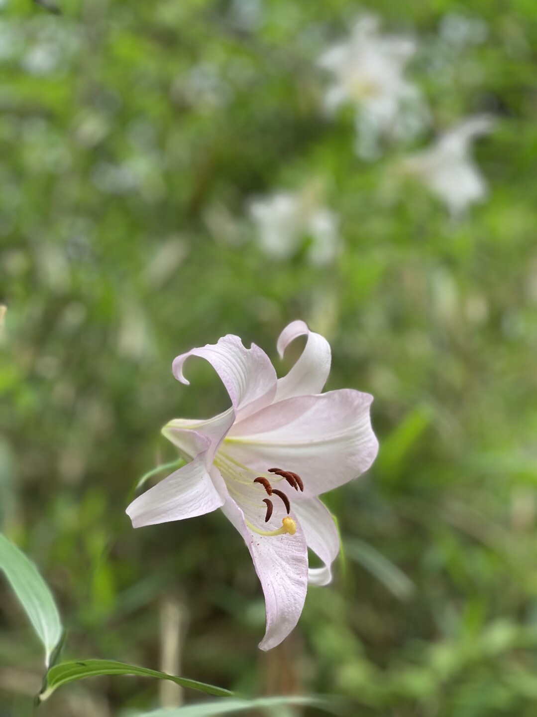 近所の山 ササユリ、先週は無かったが今週... / fjhiroさんのモーメント | YAMAP / ヤマップ