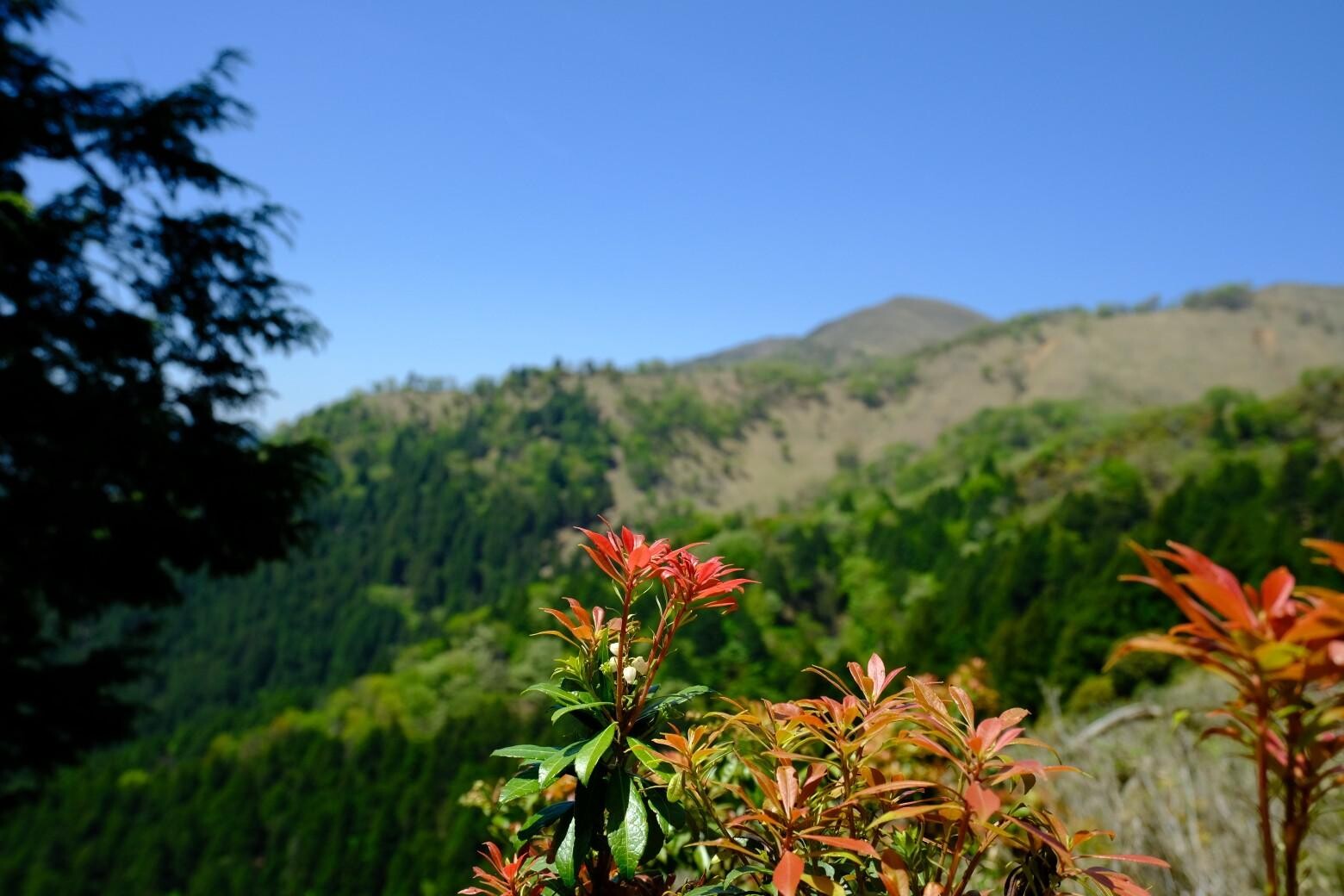 新緑の竜ヶ岳2024 / maiさんの竜ヶ岳の活動データ | YAMAP / ヤマップ