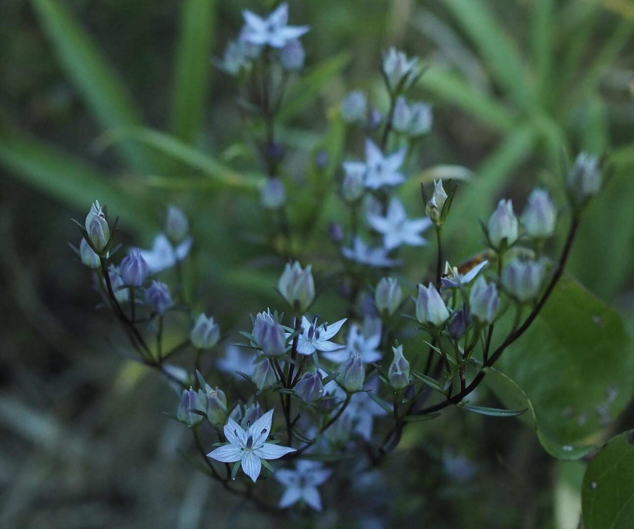 ムラサキセンブリ満開 金山 雨生山 / rinさんの雨生山・金山の活動データ | YAMAP / ヤマップ