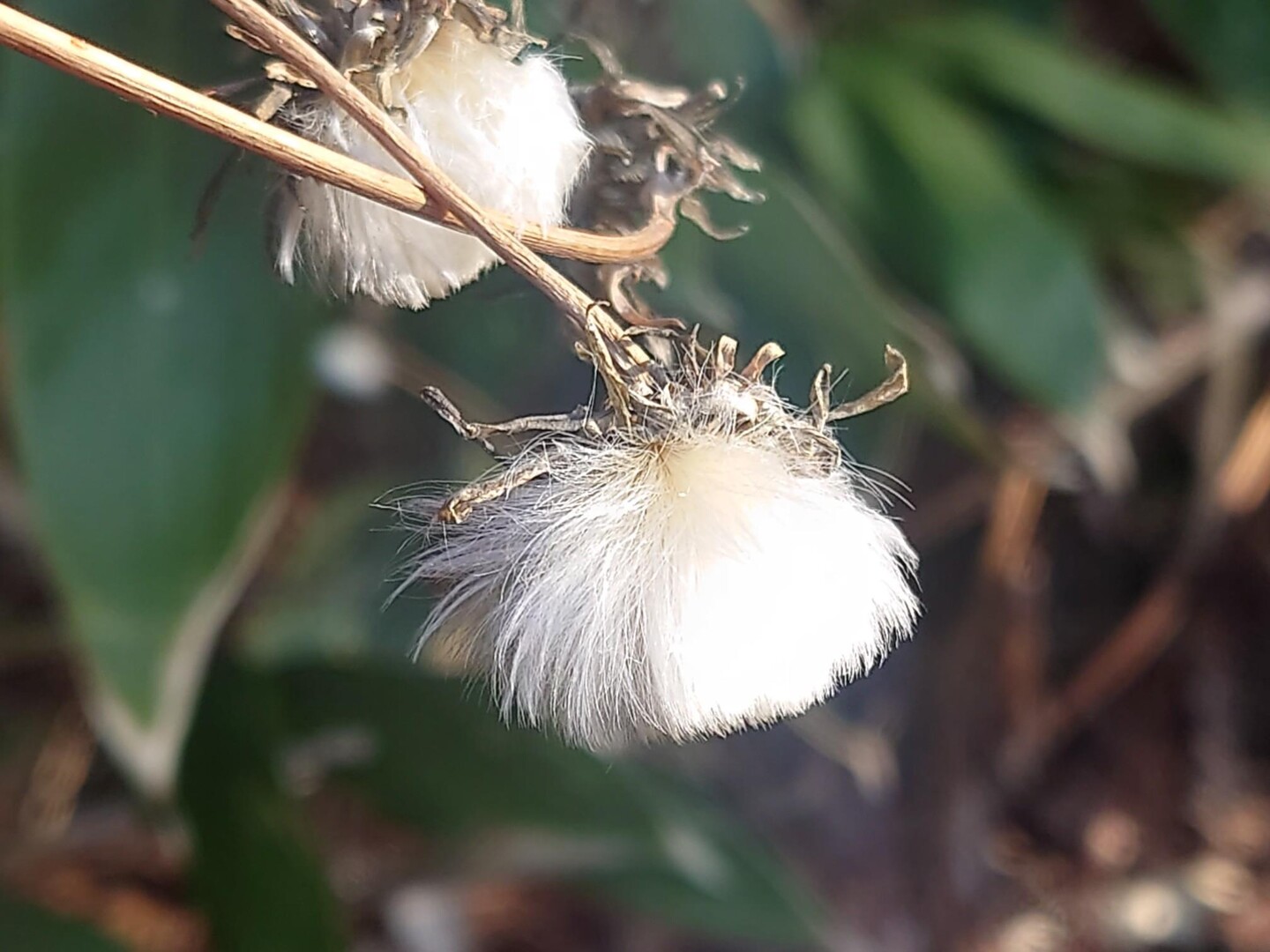 雪は降ったが 山鼻山・藻岩山 / Syoさんの札幌市の活動日記 | YAMAP / ヤマップ
