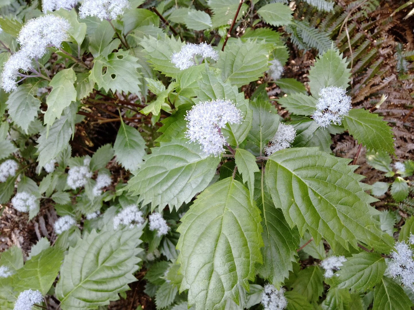 各務原アルプス / takurockさんの各務原アルプス・八木三山の活動データ | YAMAP / ヤマップ