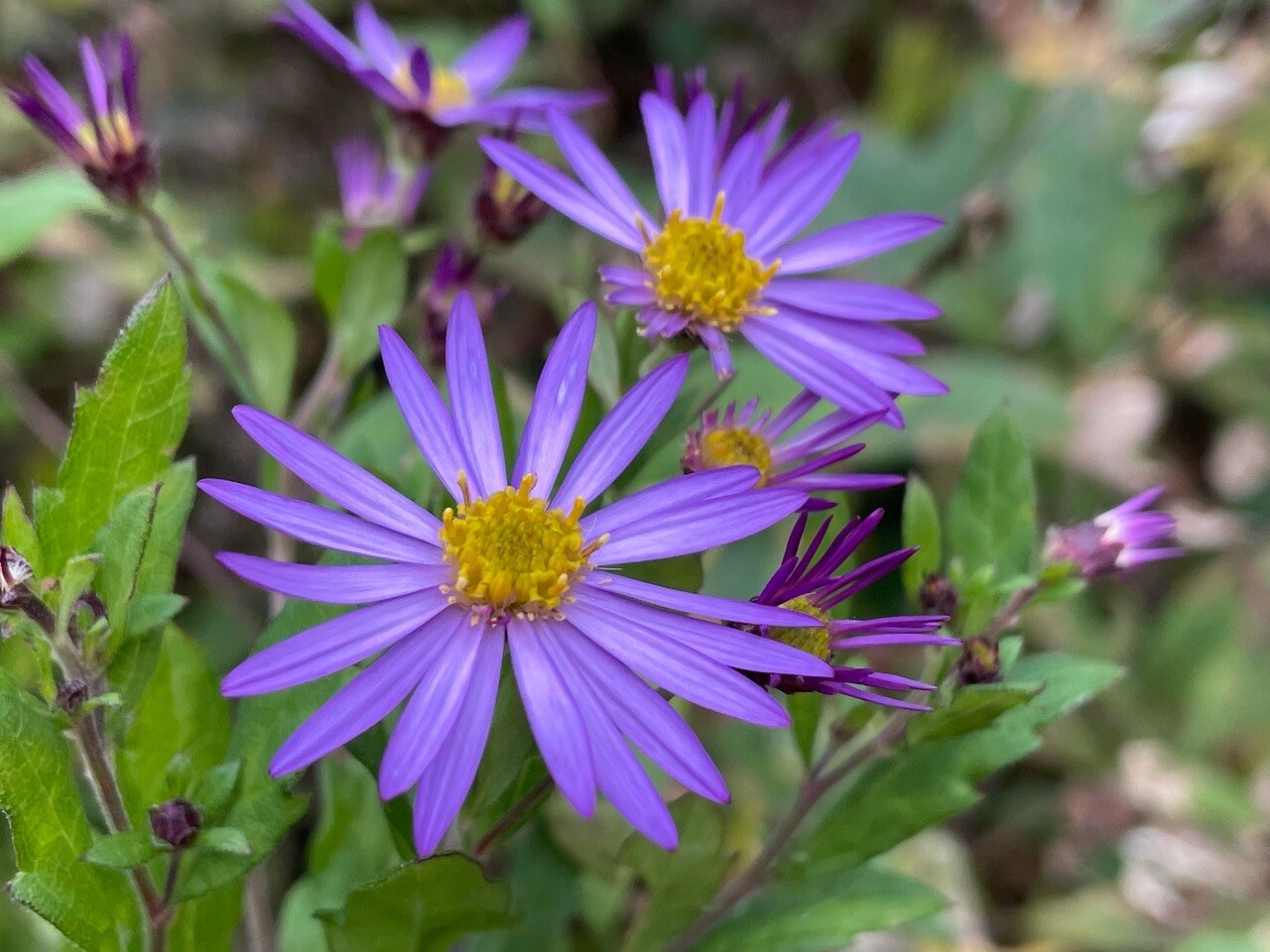 お花便りvol.29 一気に最高気温が1... / kaizaさんのモーメント | YAMAP / ヤマップ