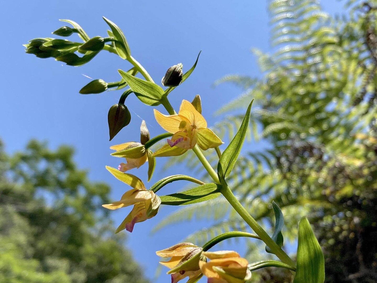 カキランと源氏山 / rokuさんの岩国市 岩国エリアの活動データ | YAMAP / ヤマップ