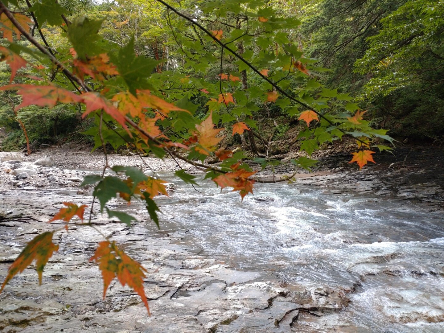 台風6号後の【三里～中瀬松谷】 / migiponさんの大崩山・五葉岳・新百姓山の活動データ | YAMAP / ヤマップ