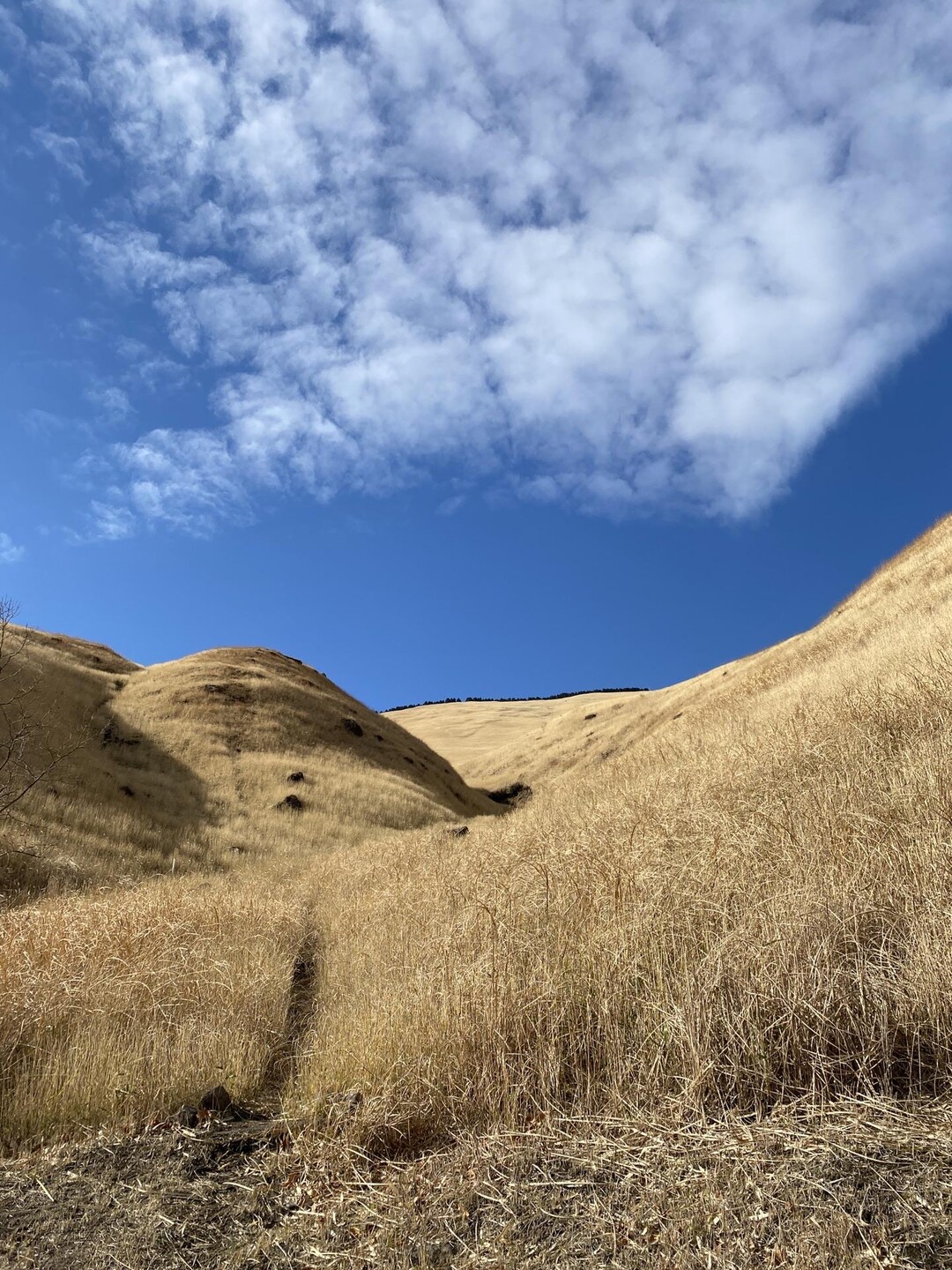 扇山（大平山）(別府) / em1209さんの由布岳・鶴見岳の活動データ | YAMAP / ヤマップ