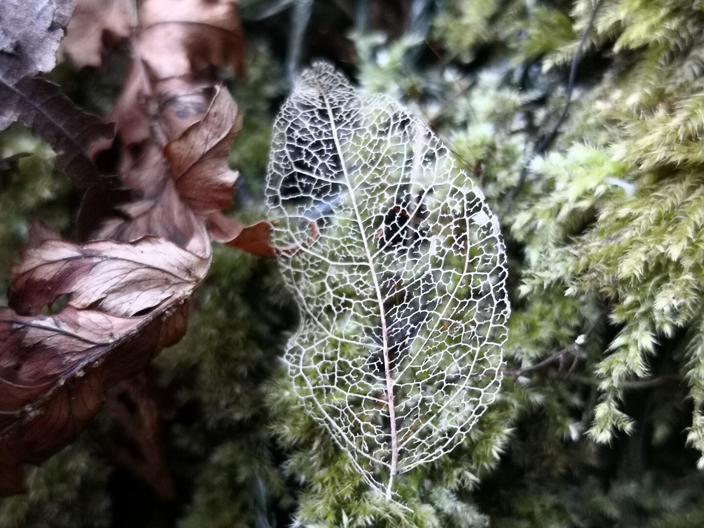 日夏山・荒神山 (1/1金華山) / yoyoさんの荒神山の活動日記 | YAMAP / ヤマップ