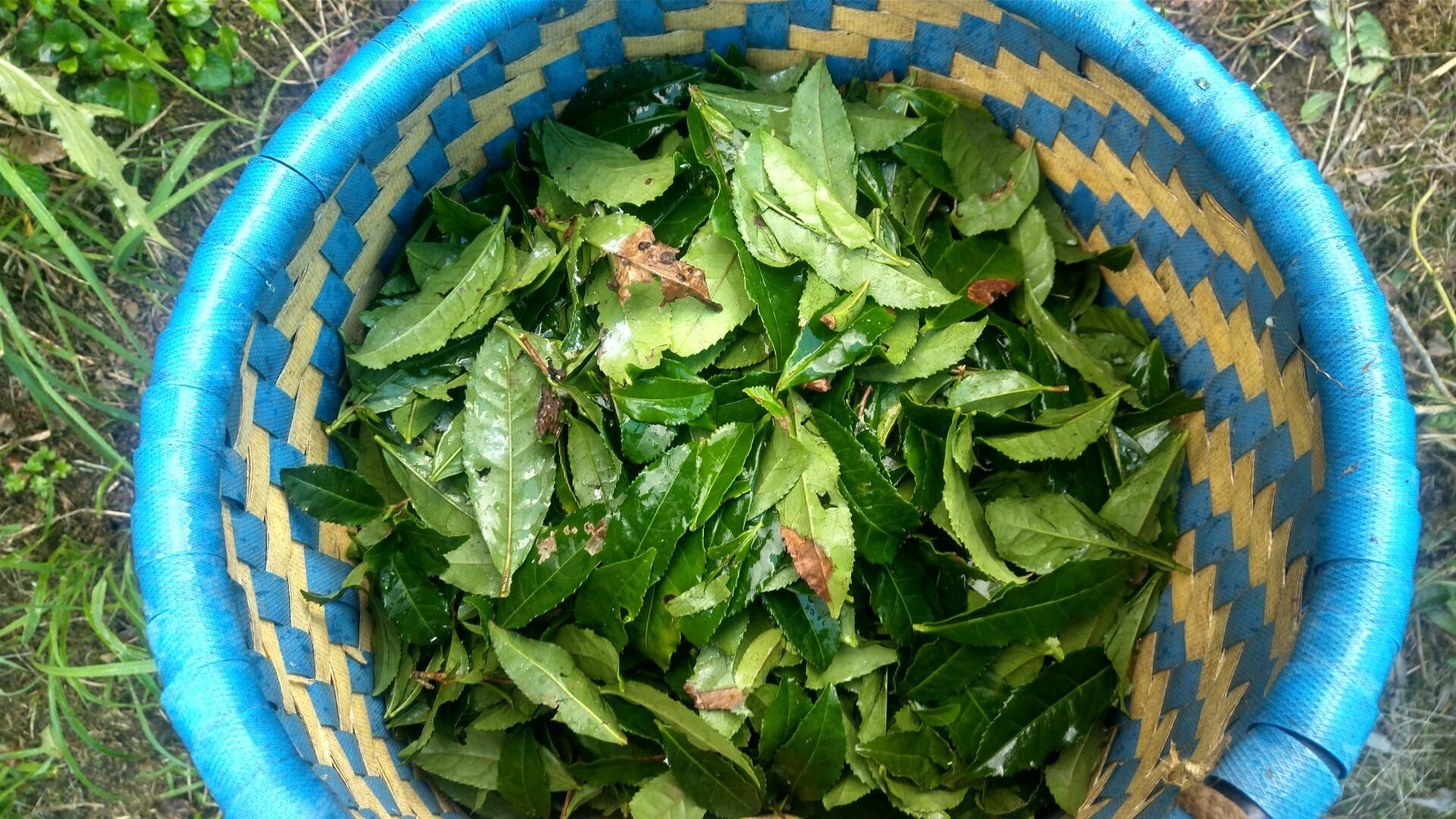 上勝町に引っ越して、3ヶ月。 7月は、本... / hiroko-s さんのモーメント | YAMAP / ヤマップ