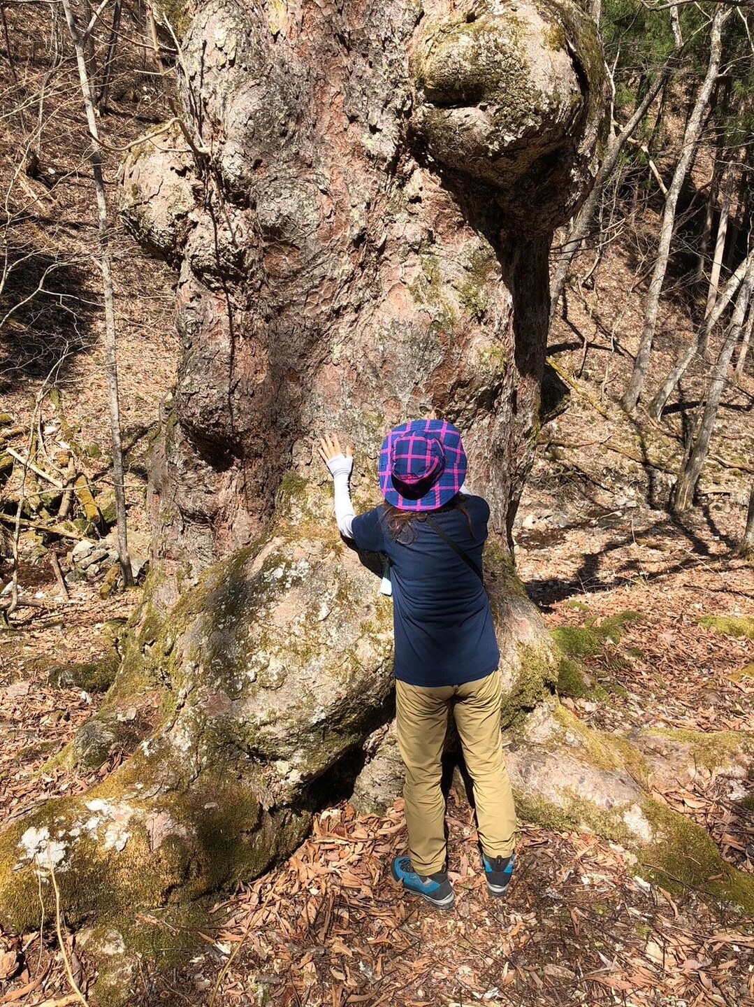 信州百名山 茂来山へ / meichiさんの茂来山・四方原山の活動データ | YAMAP / ヤマップ