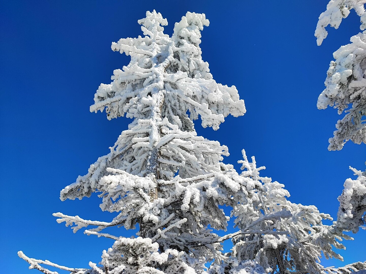 縞枯山・茶臼山 / odanさんの蓼科山・横岳・縞枯山の活動データ | YAMAP / ヤマップ