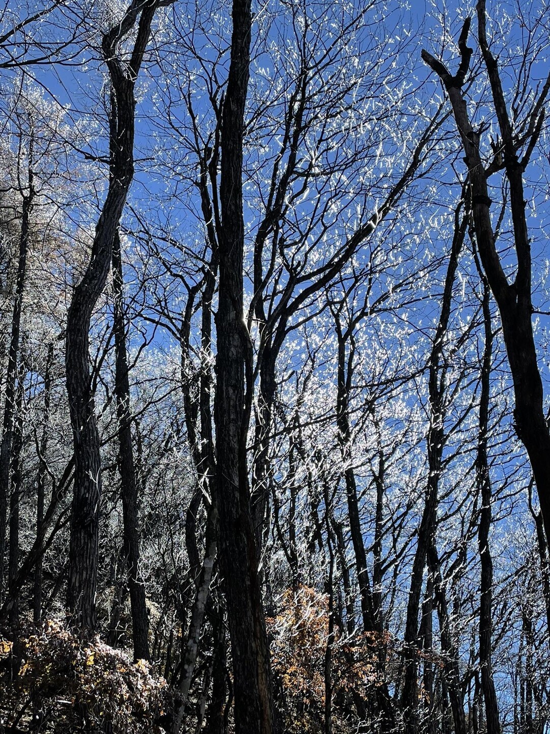 荒船山（経塚山） / ボンネビルおじさんさんの荒船山・物語山・大屋山の活動データ | YAMAP / ヤマップ