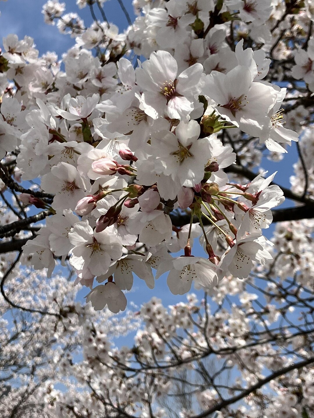 2024.4.13 善光寺裏までお散... / hykさんのモーメント | YAMAP / ヤマップ