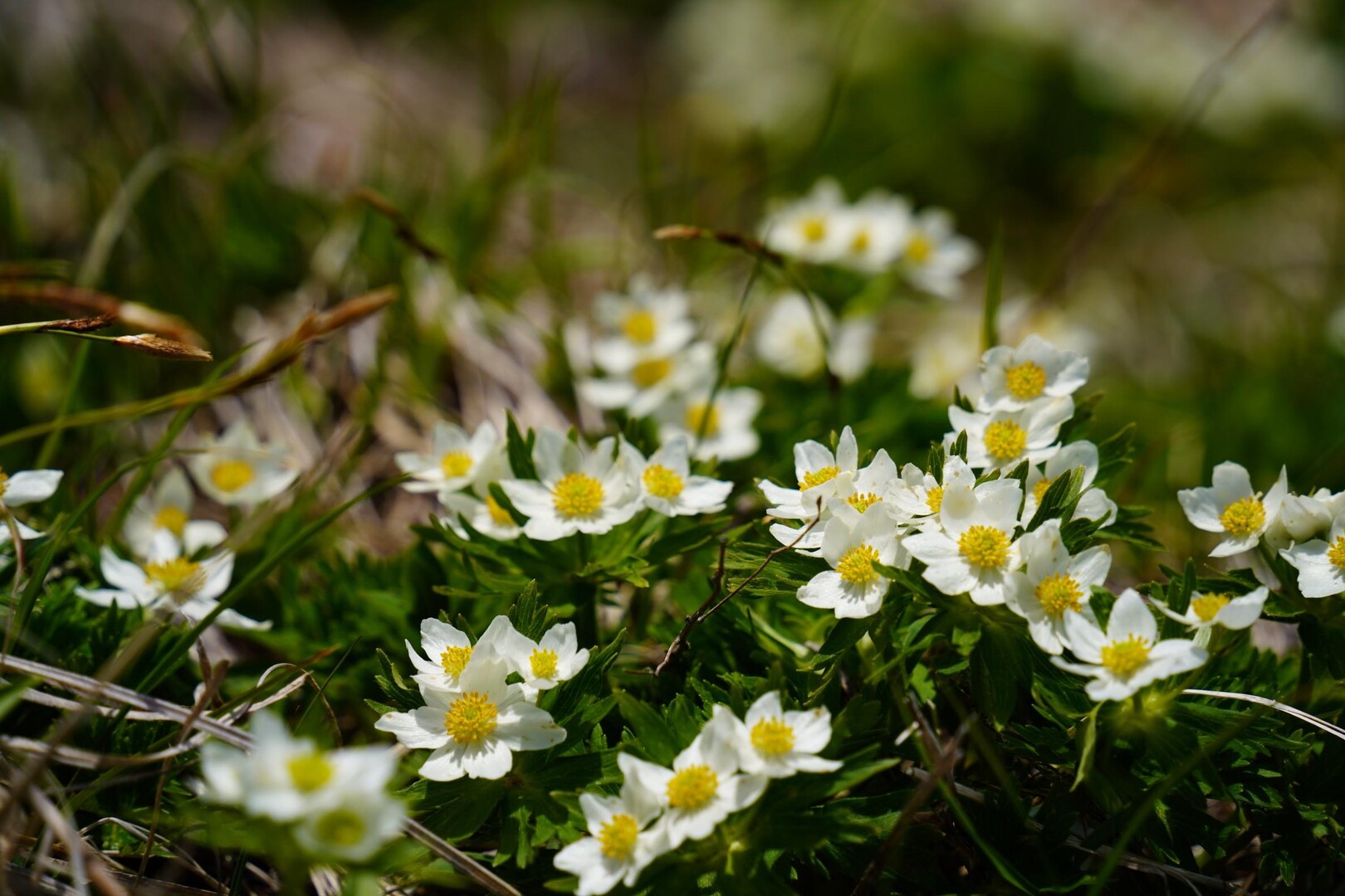ハクサンイチゲ見たくて松手山・平標山・前仙ノ倉山・仙ノ倉山 / Koikoiさんの仙ノ倉山・平標山・大源太山の活動データ | YAMAP / ヤマップ