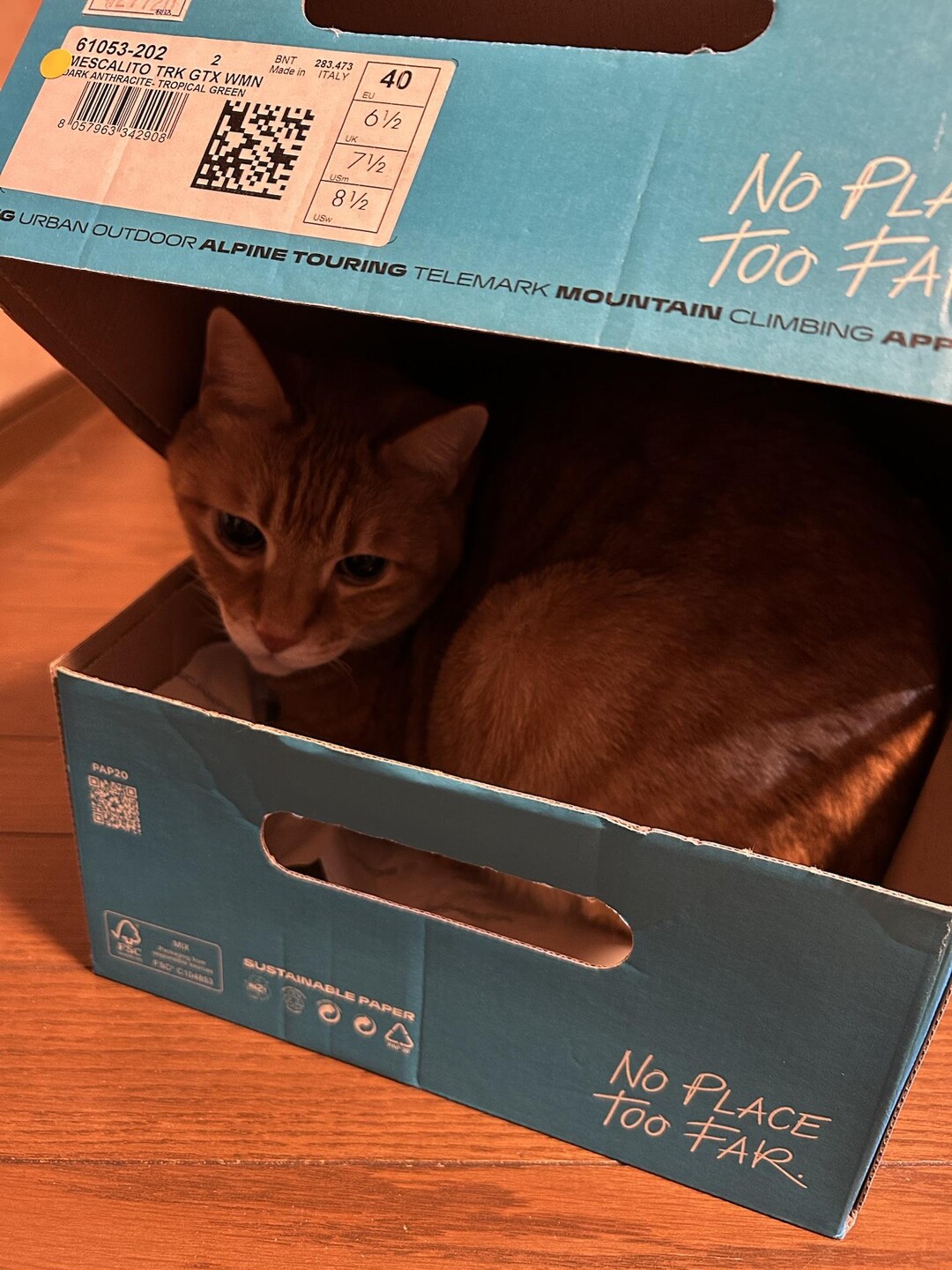 箱があったら入りたい🐱 / ayayoさんのモーメント | YAMAP / ヤマップ