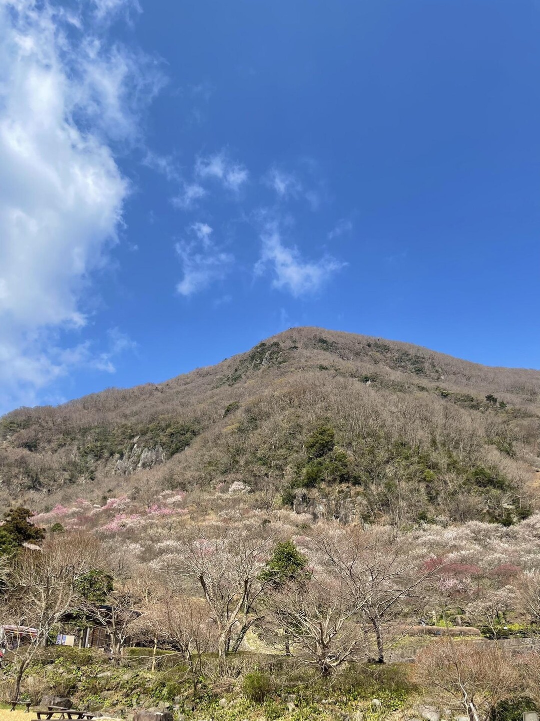 湯河原育ちにも関わらず、梅宴の幕山に近づ... / N☆B☆Jさんのモーメント | YAMAP / ヤマップ