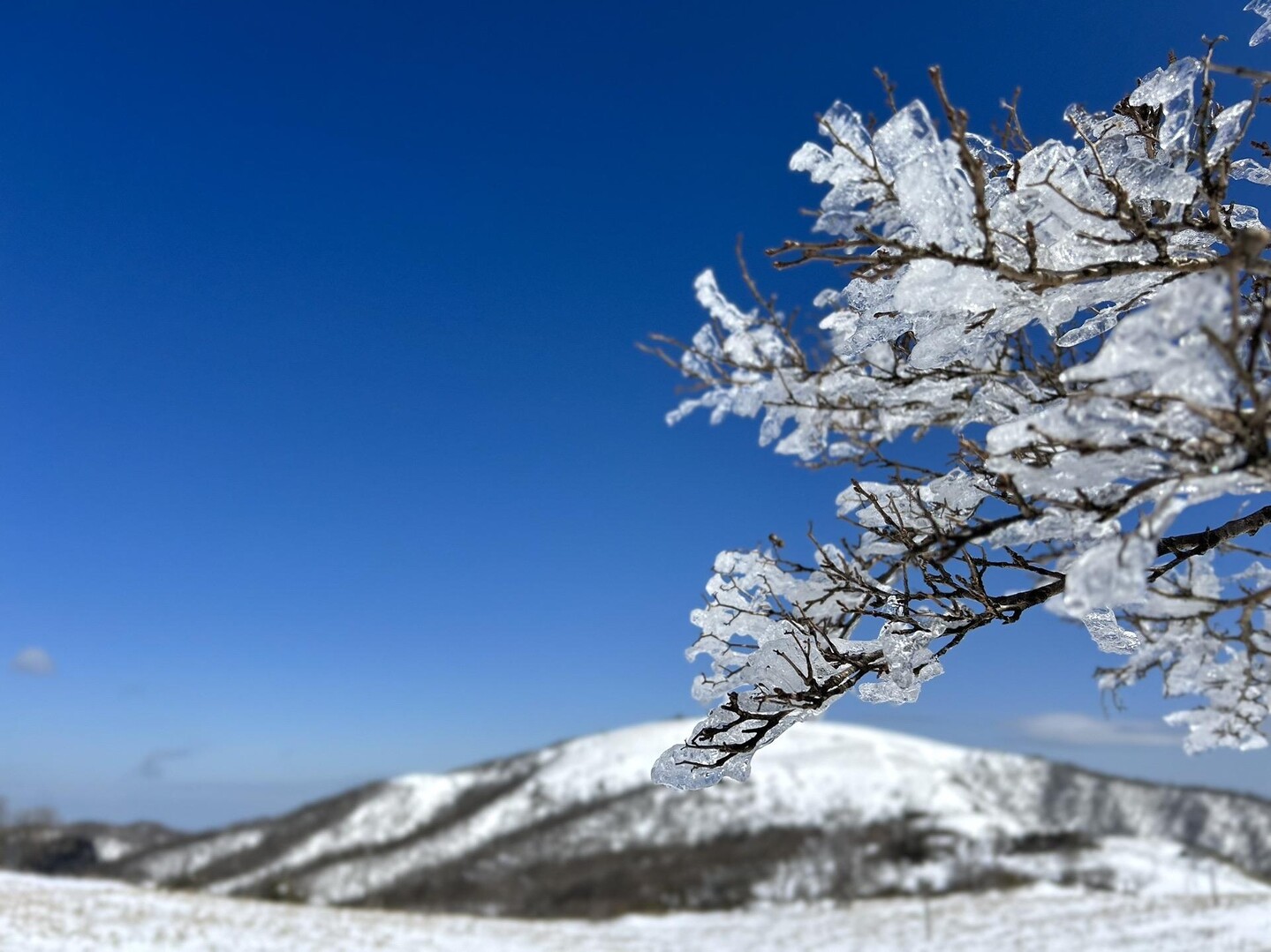 権現山・ホッケ山・蓬莱山 / akemiさんの比良山地・武奈ヶ岳・釈迦岳の活動データ | YAMAP / ヤマップ