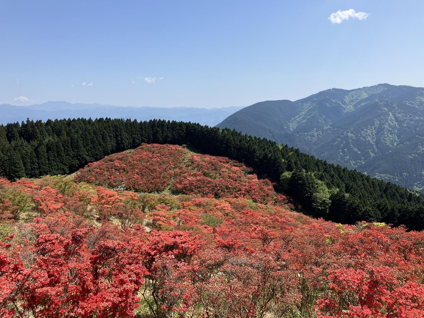 大和葛城山🚶‍♀️ツツジは見頃？ / えりさんの金剛山・二上山・大和葛城山の活動データ | YAMAP / ヤマップ