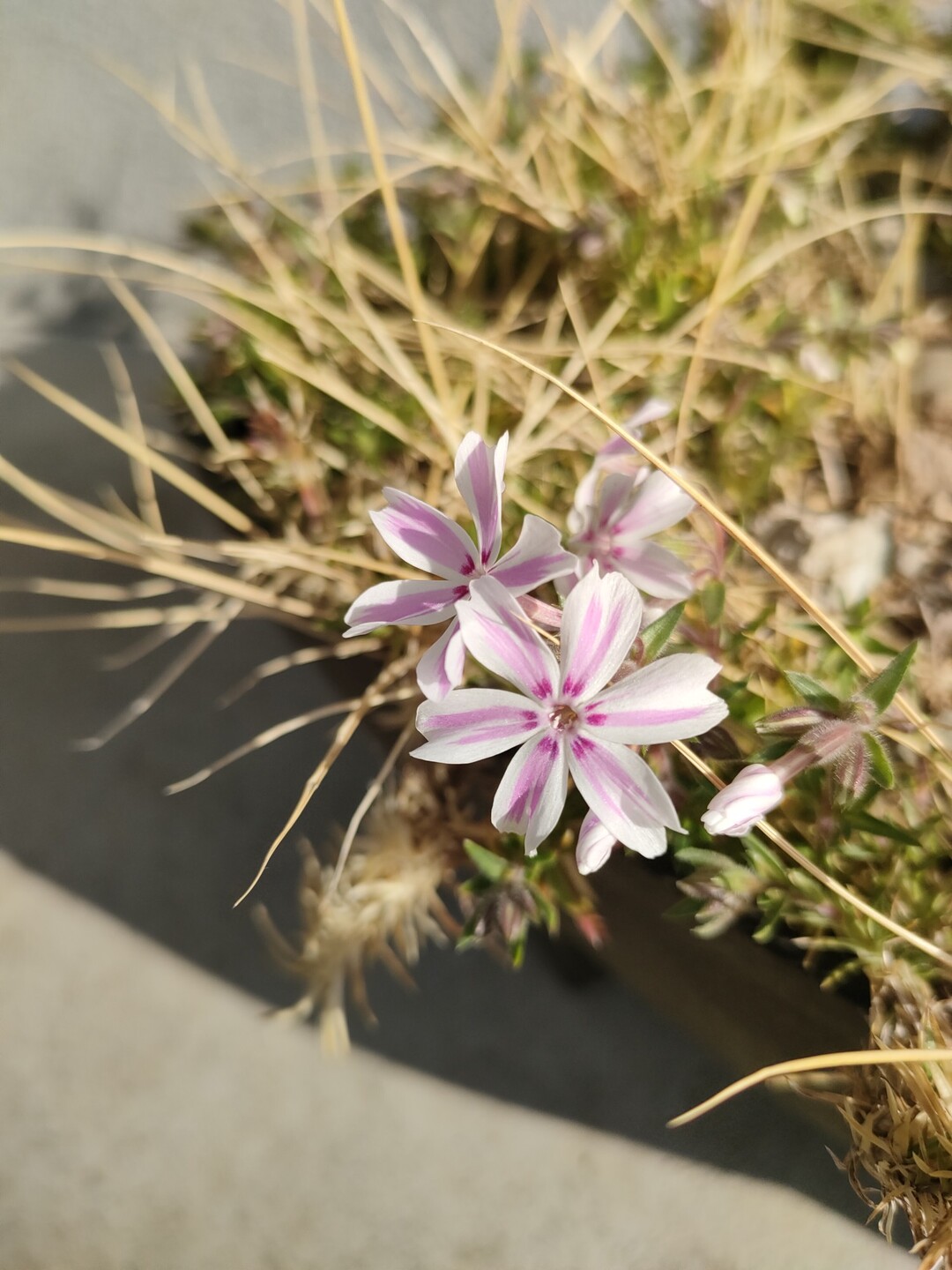 家の芝桜も開花しました💮😄 / ペンシルさんのモーメント | YAMAP / ヤマップ